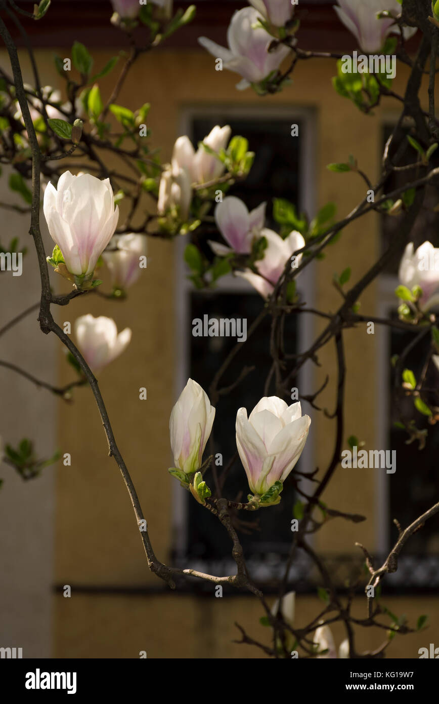Magnolia tree in front garden hi-res stock photography and images - Alamy