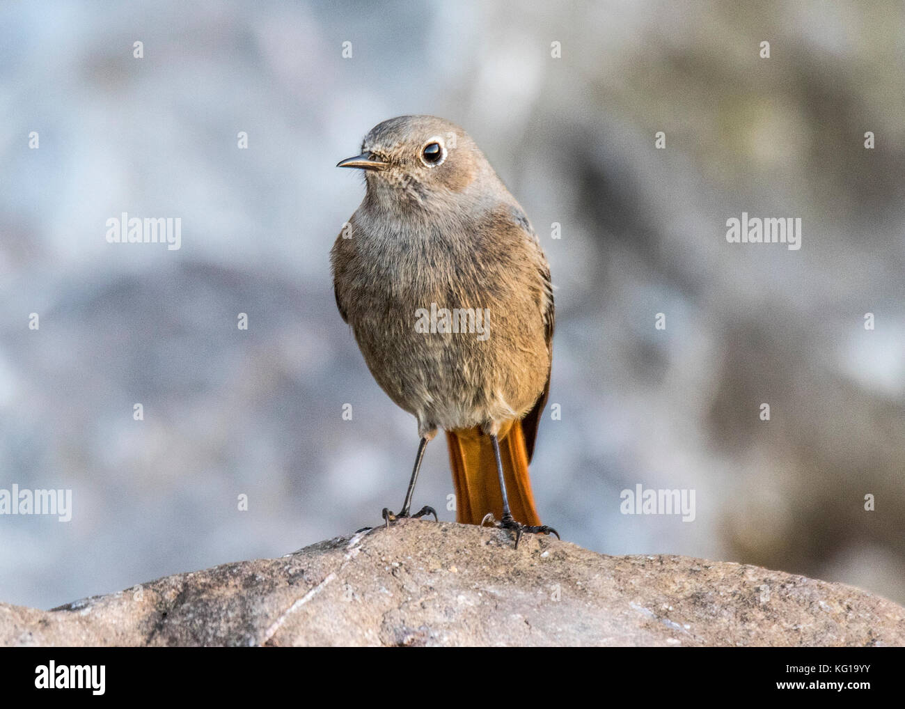 black redstart female standing on rock Stock Photo - Alamy