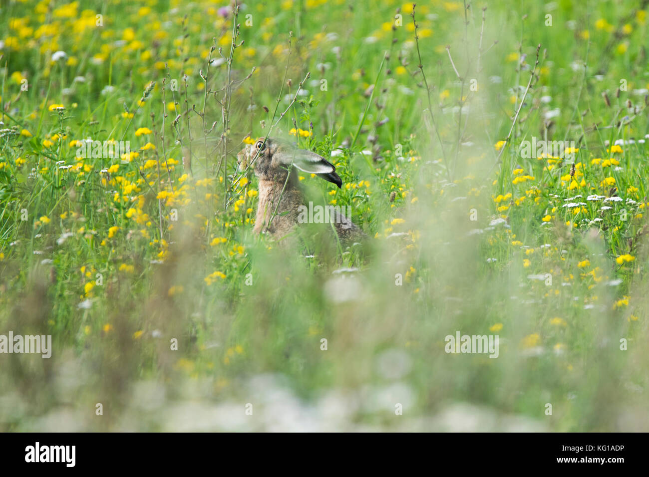 Wild hare in the grass. Wild hare outdoor. Spring time Stock Photo - Alamy