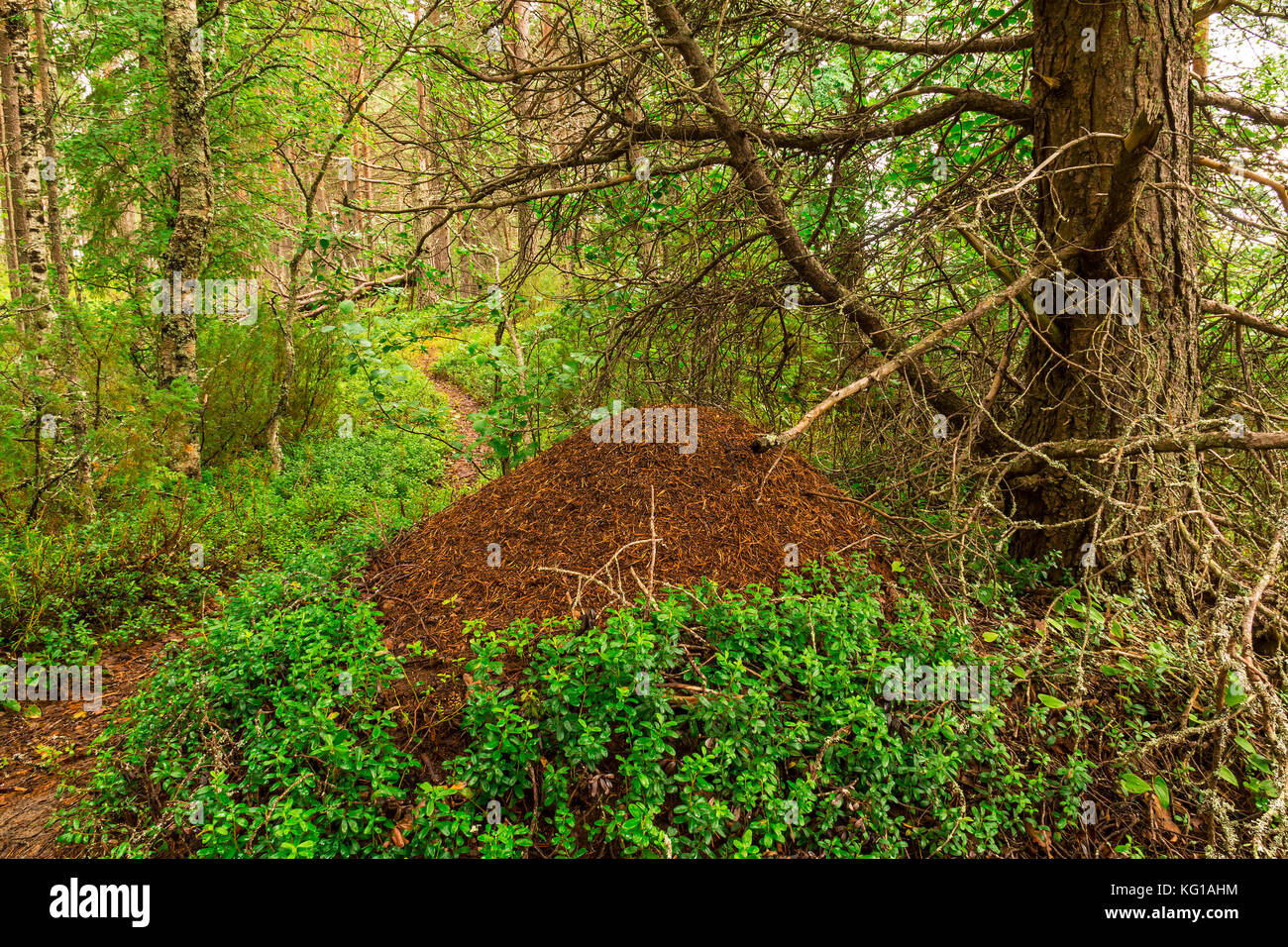 Big anthill under a tree in the forest Stock Photo - Alamy