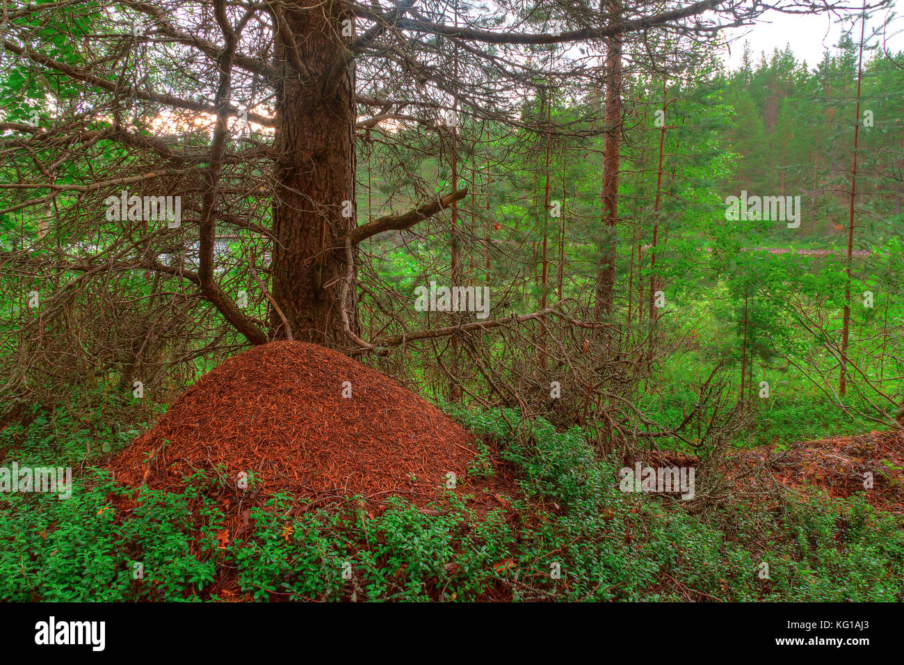 Big anthill under a tree in the forest Stock Photo - Alamy