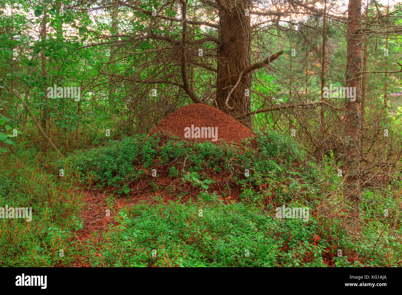 Big anthill under a tree in the forest Stock Photo - Alamy