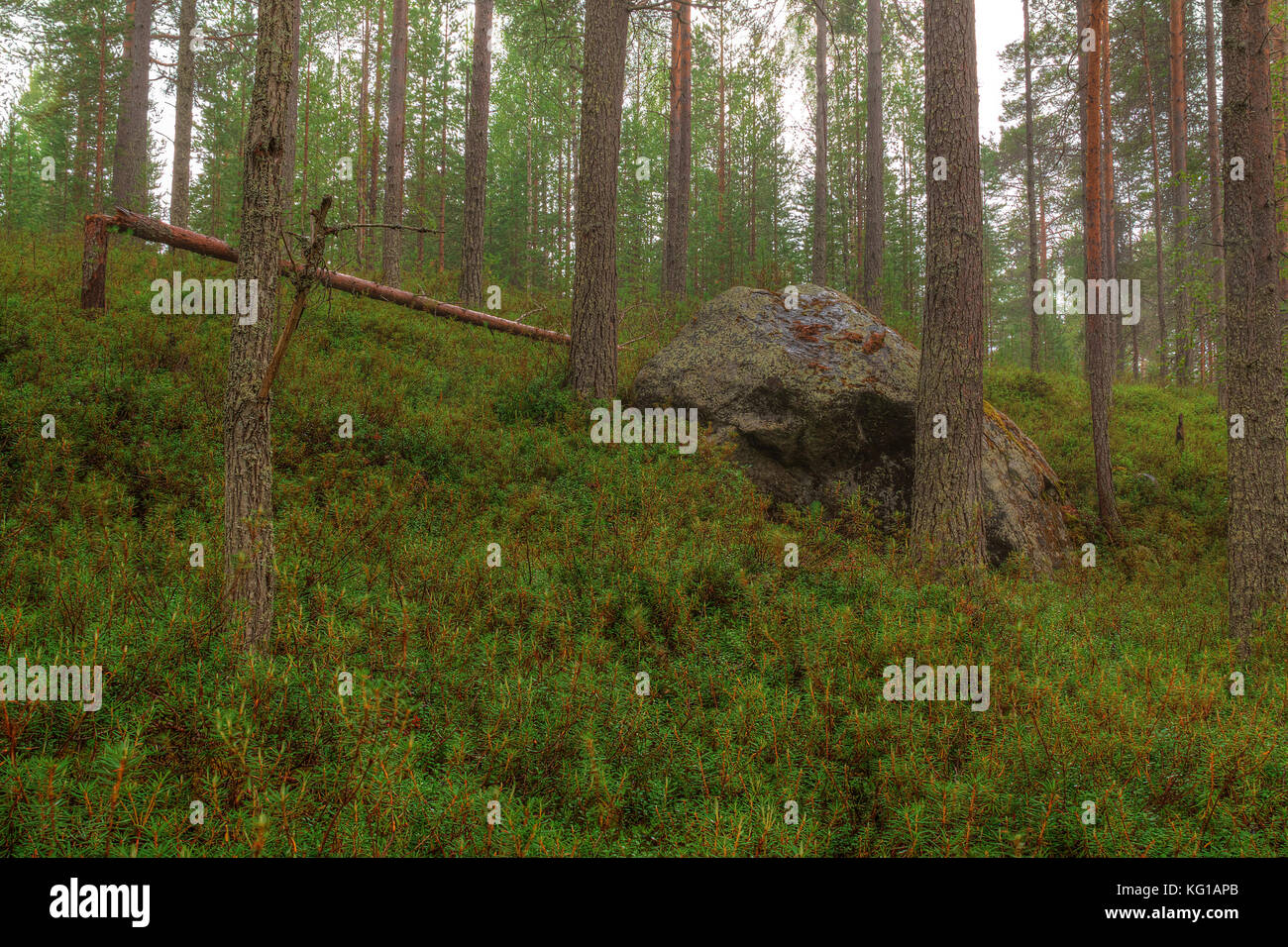 Boulder in the pine forest in rainy day Stock Photo - Alamy
