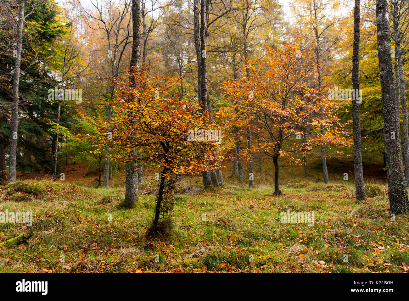 Autumn trees with colourful foliage Stock Photo - Alamy
