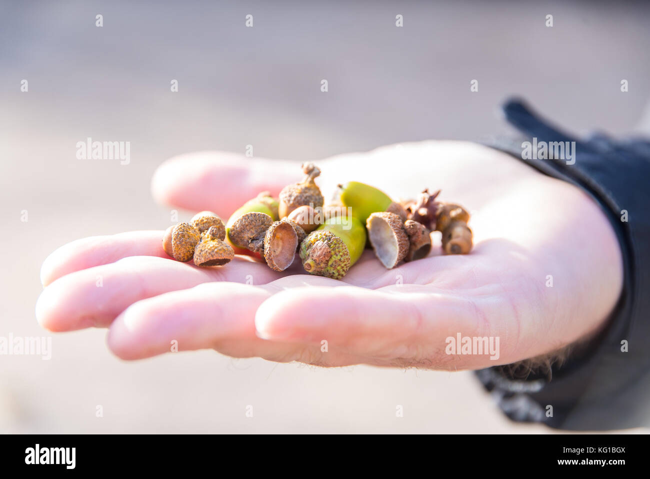 Acorns on a palm of the hand Stock Photo - Alamy