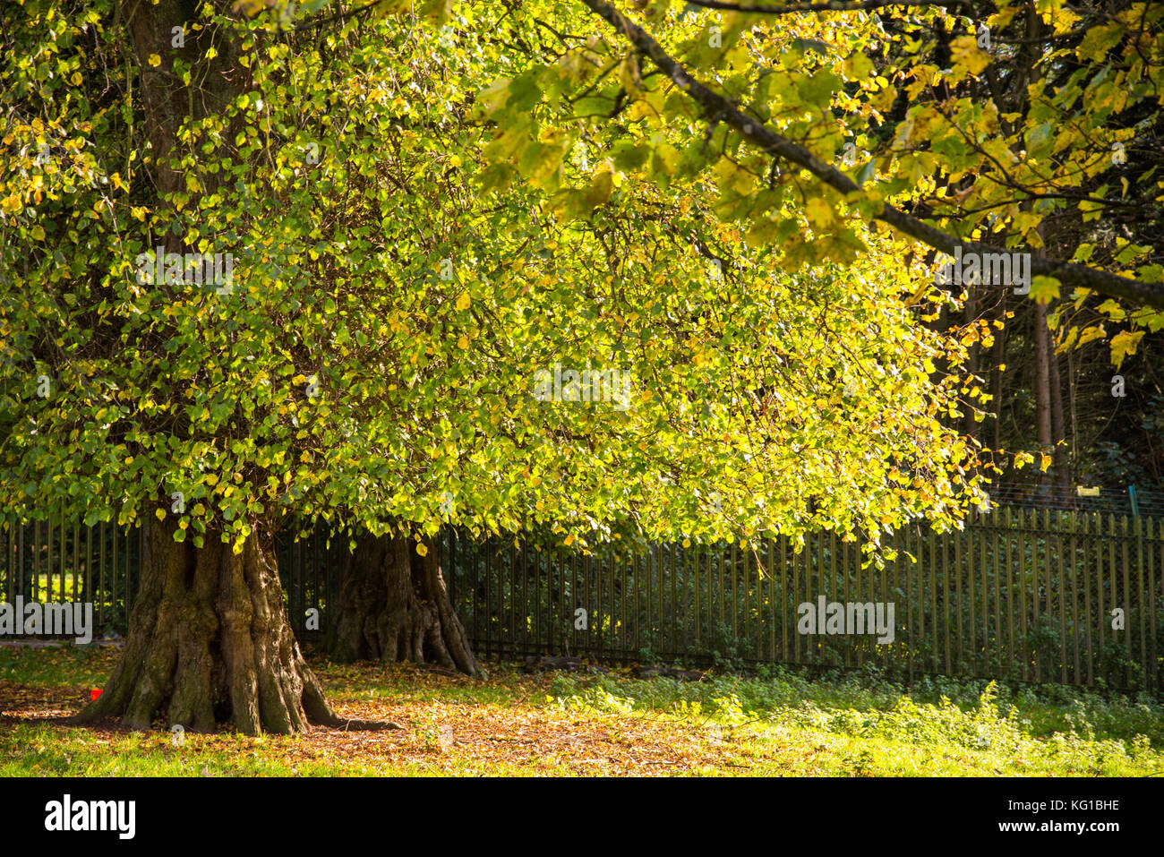 Autumn trees with colourful foliage Stock Photo - Alamy