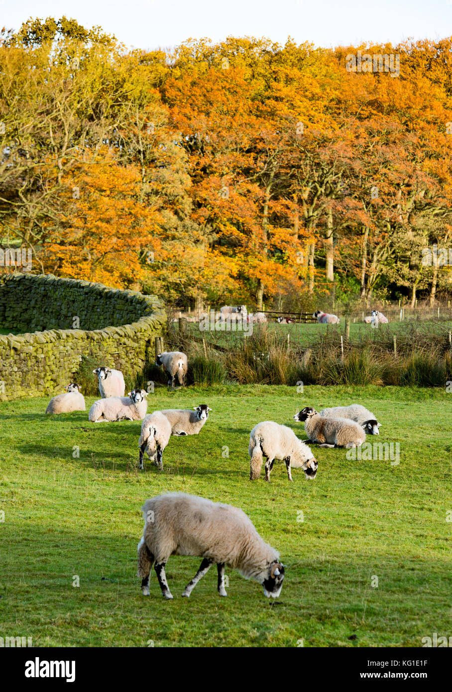 Marshaw, Lancaster, Lancashire. 2nd Nov, 2017. UK Weather. Swaledale ...