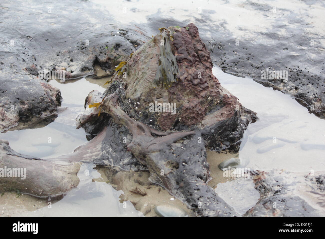 Borth, Wales. 2nd Nov, 2017. UK Weather. Recent storms & gale force ...