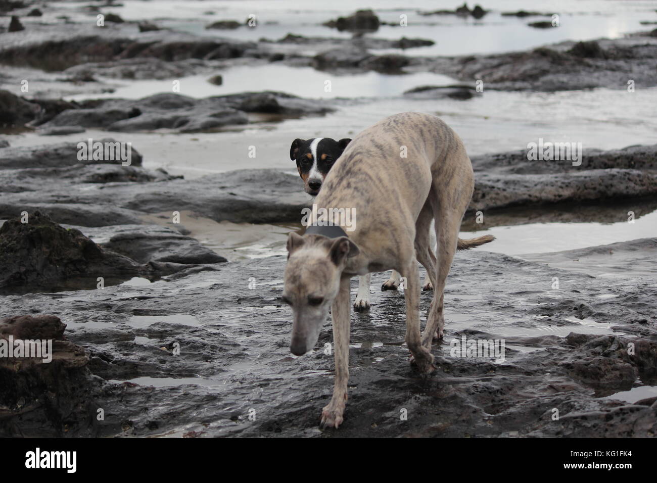 Borth, Wales. 2nd Nov, 2017. UK Weather. Recent storms & gale force ...