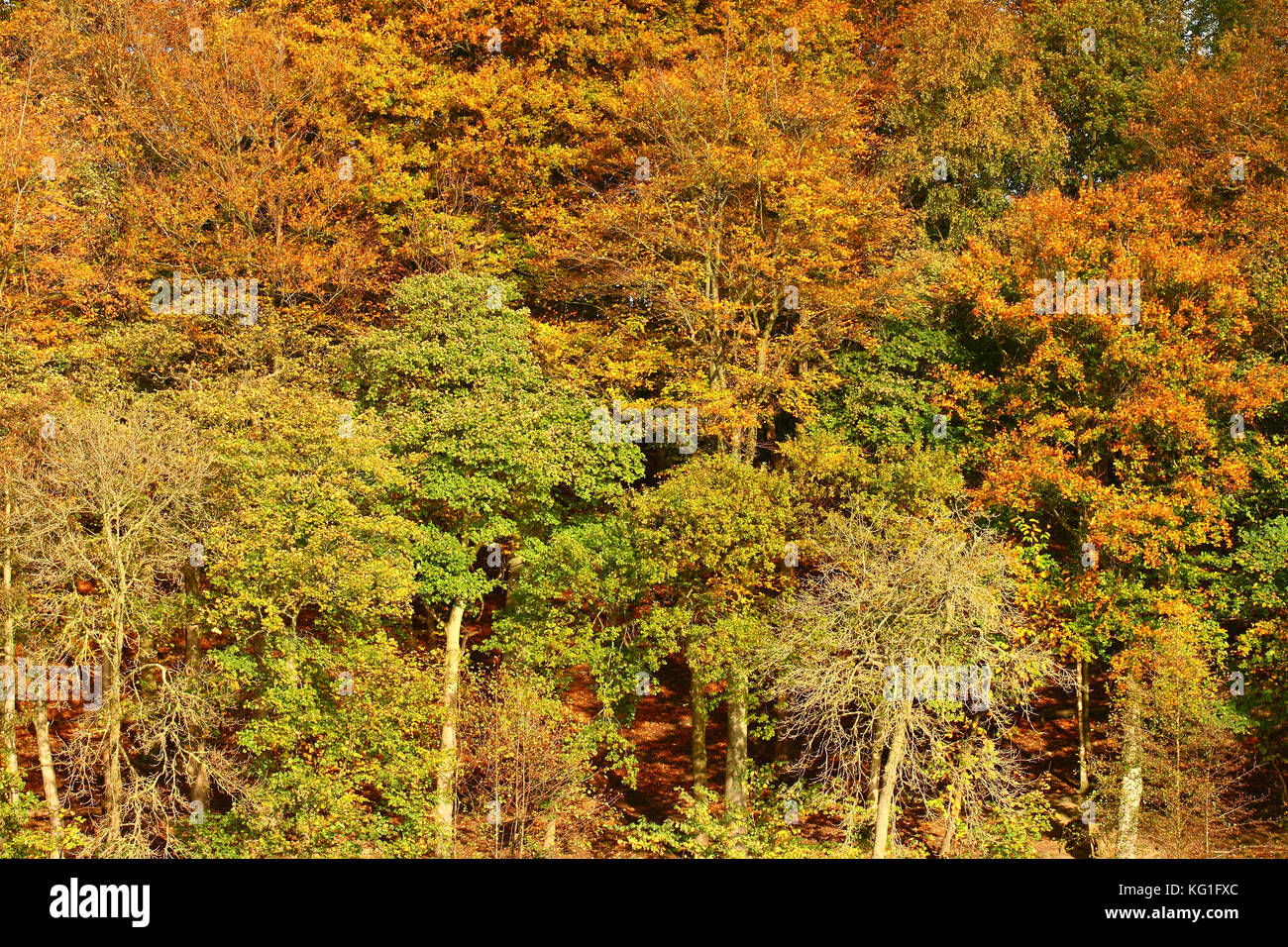 Wakefield, West Yorkshire, UK. 2nd Movember, 2017. Autumn colours were ...