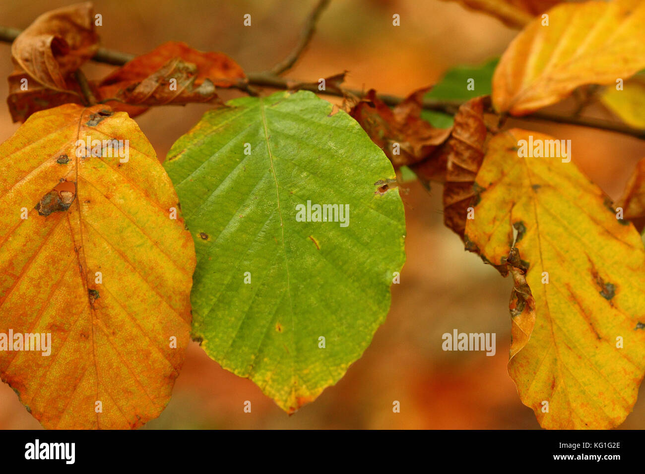 Wakefield, West Yorkshire, UK. 2nd Movember, 2017. Autumn colours were ...