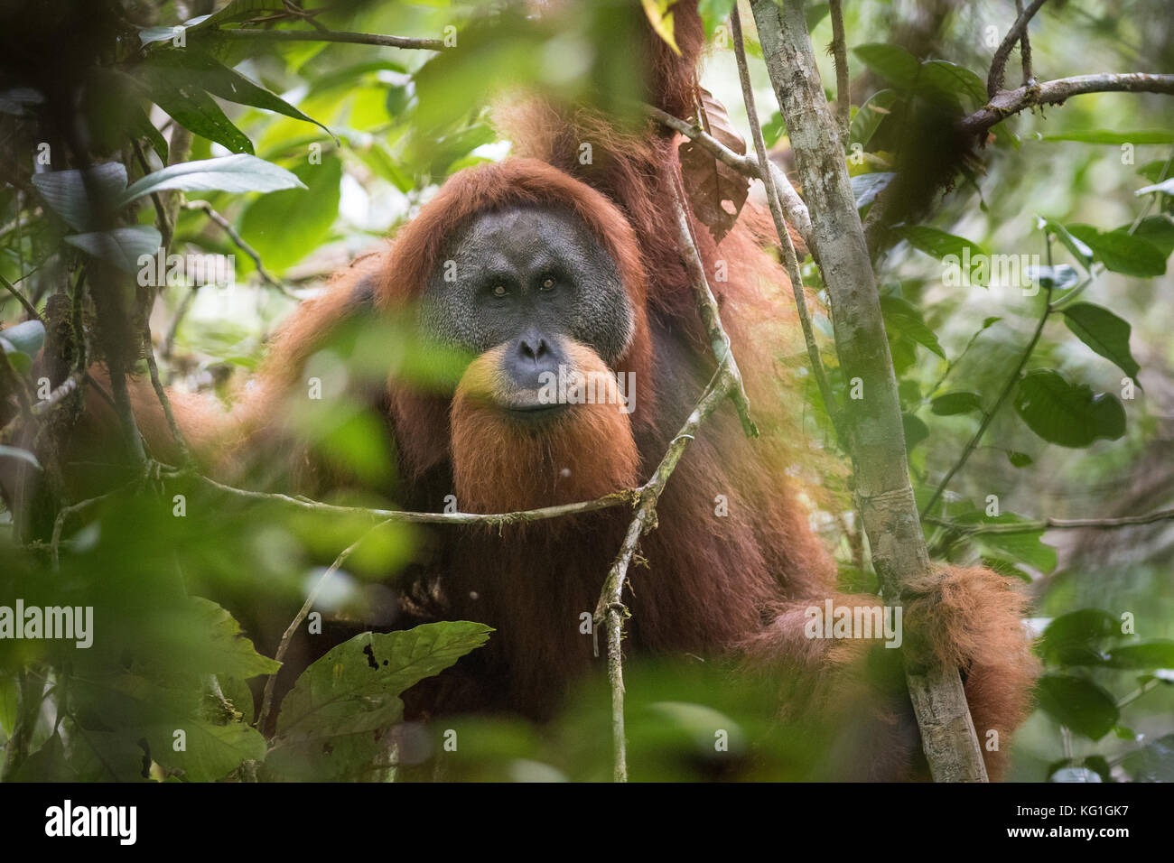 Togos, the alpha male of the area. New orangutan species discovered in ...