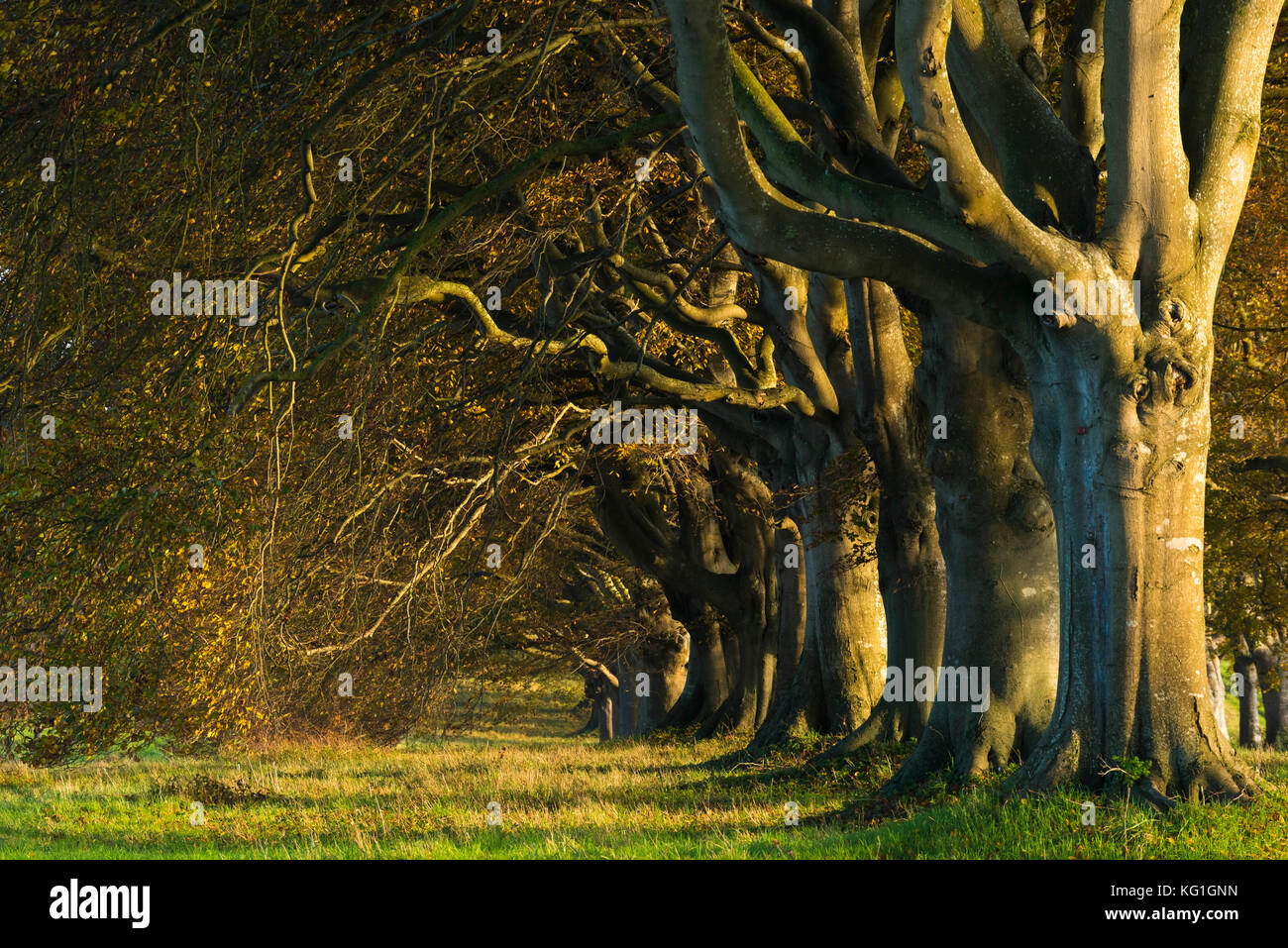 Wimborne, Dorset, UK. 2nd November 2017. UK Weather. The Beach tree ...