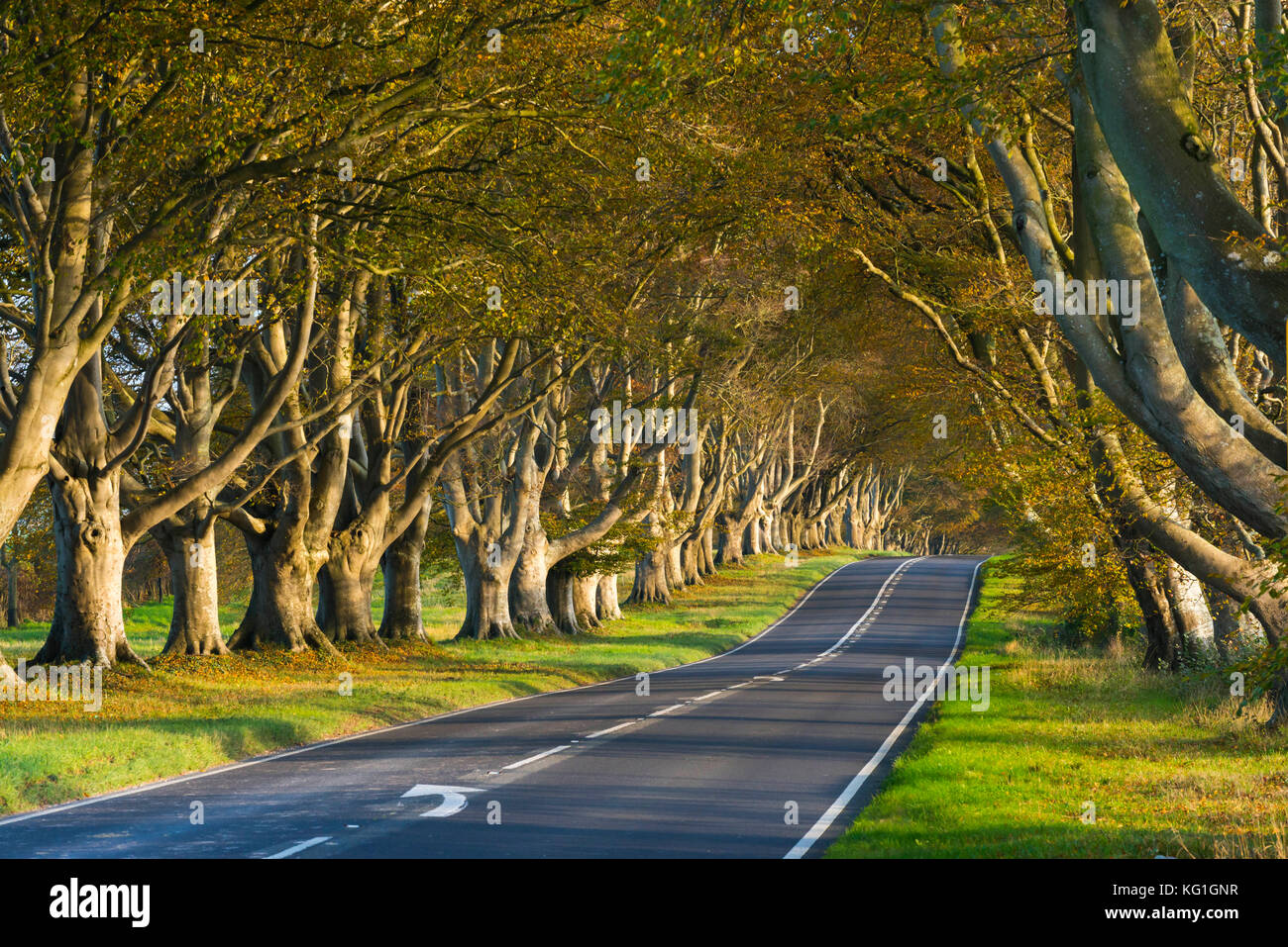 Wimborne, Dorset, UK. 2nd November 2017. UK Weather. The Beach tree ...