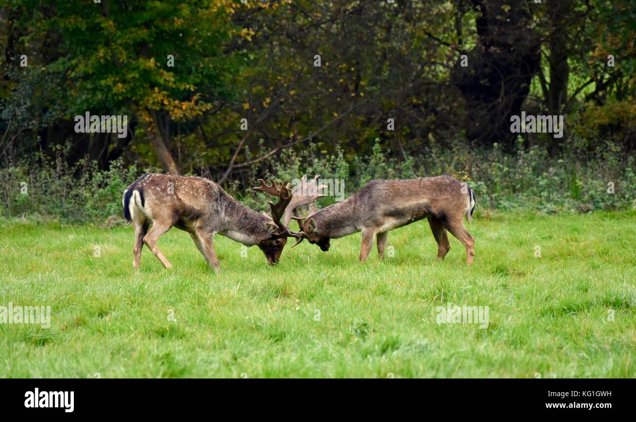 Menil fallow deer hi-res stock photography and images - Alamy