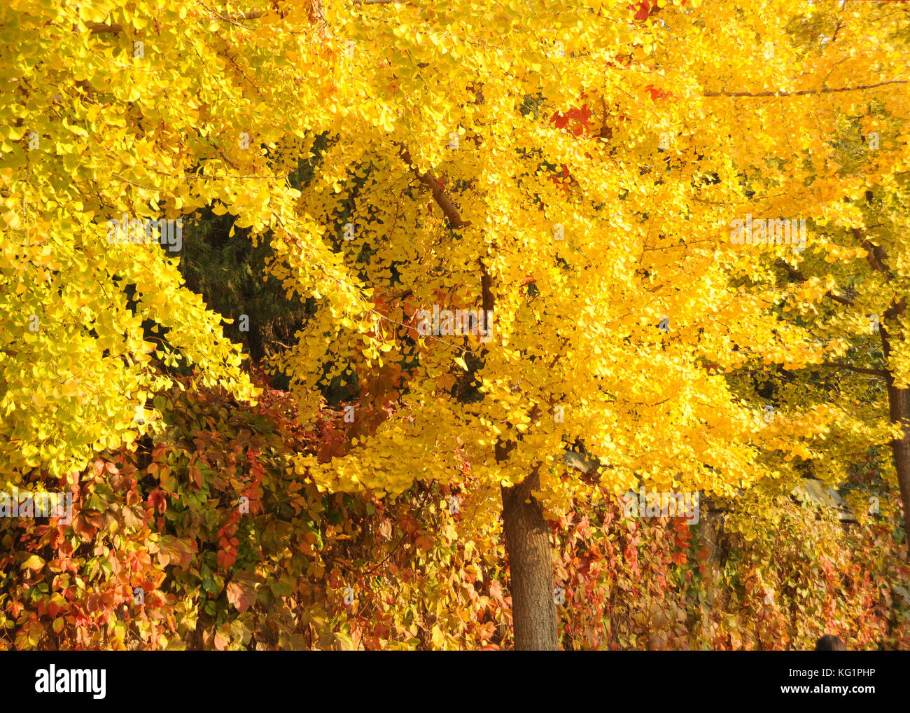 Beijing, China. 2nd Nov, 2017. (EDITORIAL USE ONLY. CHINA OUT ...