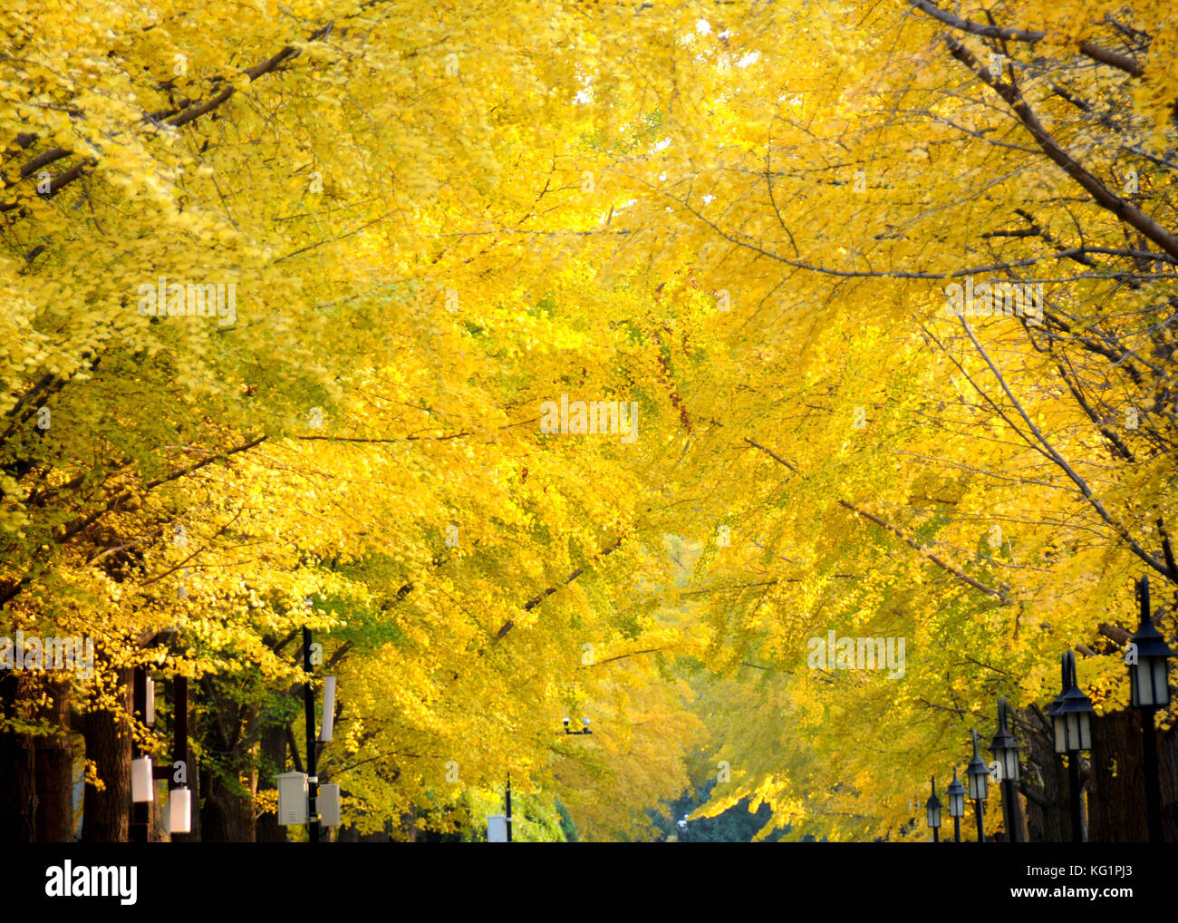 Beijing, China. 2nd Nov, 2017. (EDITORIAL USE ONLY. CHINA OUT ...