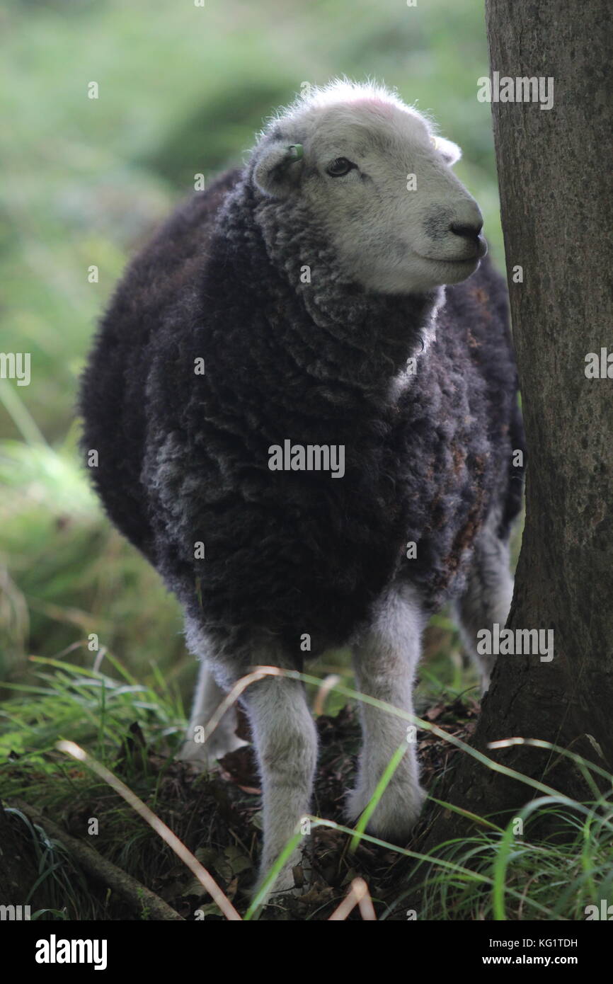 Europe, England, Dorset, Corfe Castle, Herdwick sheep on the slopes of ...