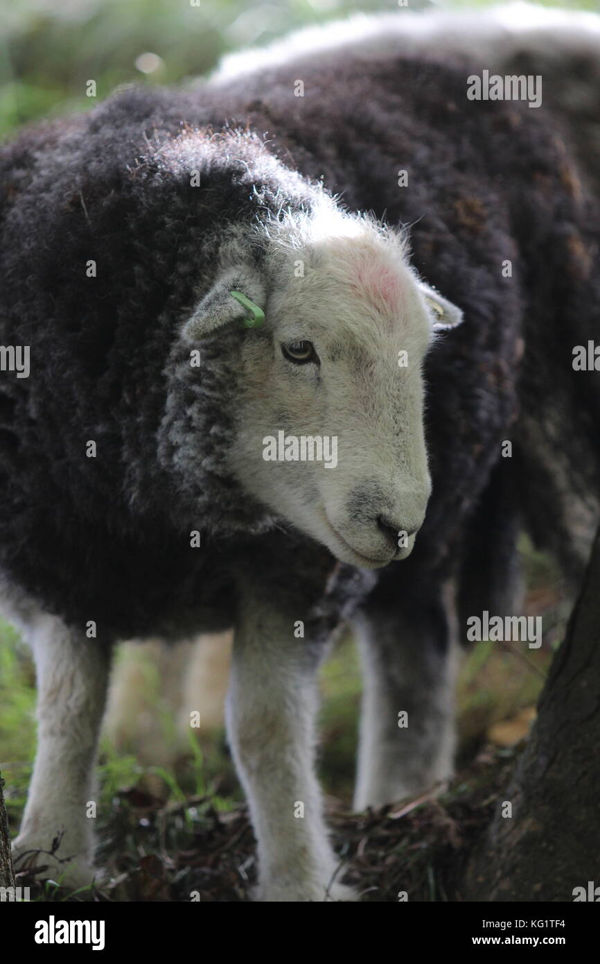 Europe, England, Dorset, Corfe Castle, Herdwick sheep on the slopes of ...