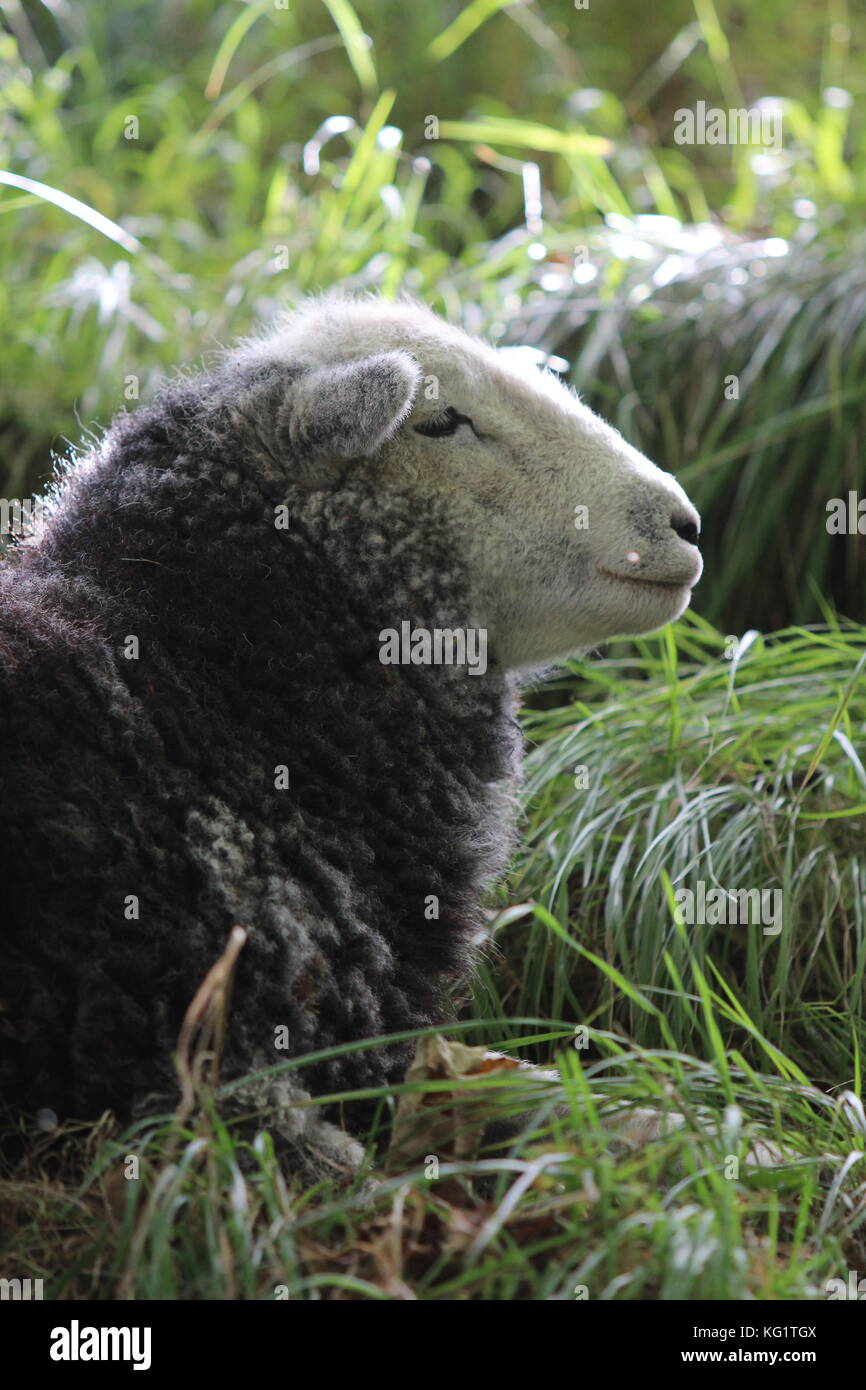 Europe, England, Dorset, Corfe Castle, Herdwick sheep on the slopes of ...