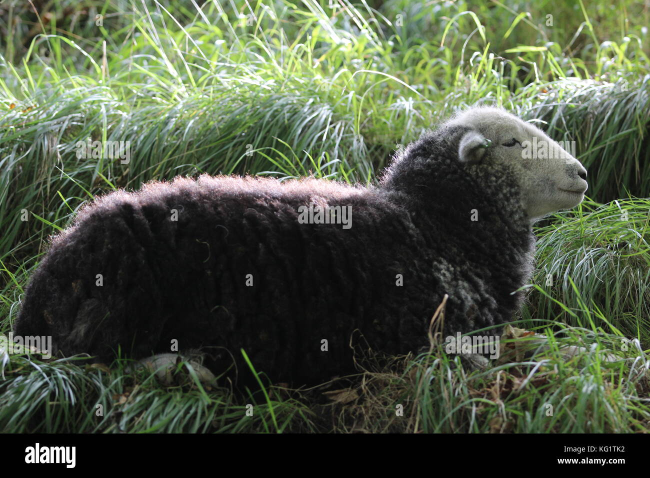 Europe, England, Dorset, Corfe Castle, Herdwick sheep on the slopes of ...