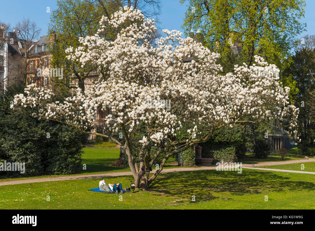 Frankfurt Am Main Hessen Germany Bl hende Magnolie Im Metzler Park frankfurt-am-main-hessen-germany-bl-hende-magnolie-im-metzler-park