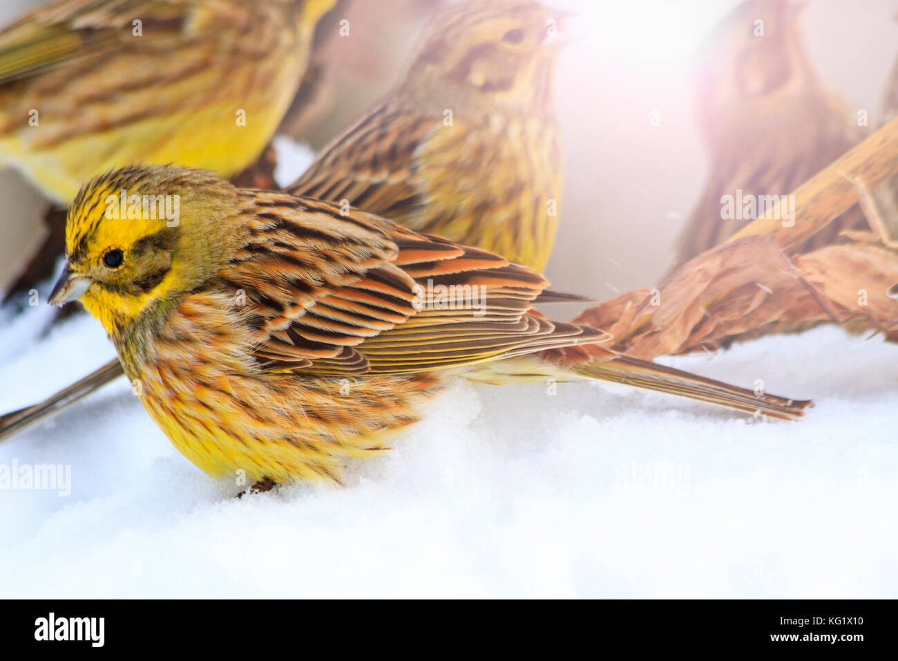 flock of yellow birds on white snow , wildlife, winter survival, cold ...