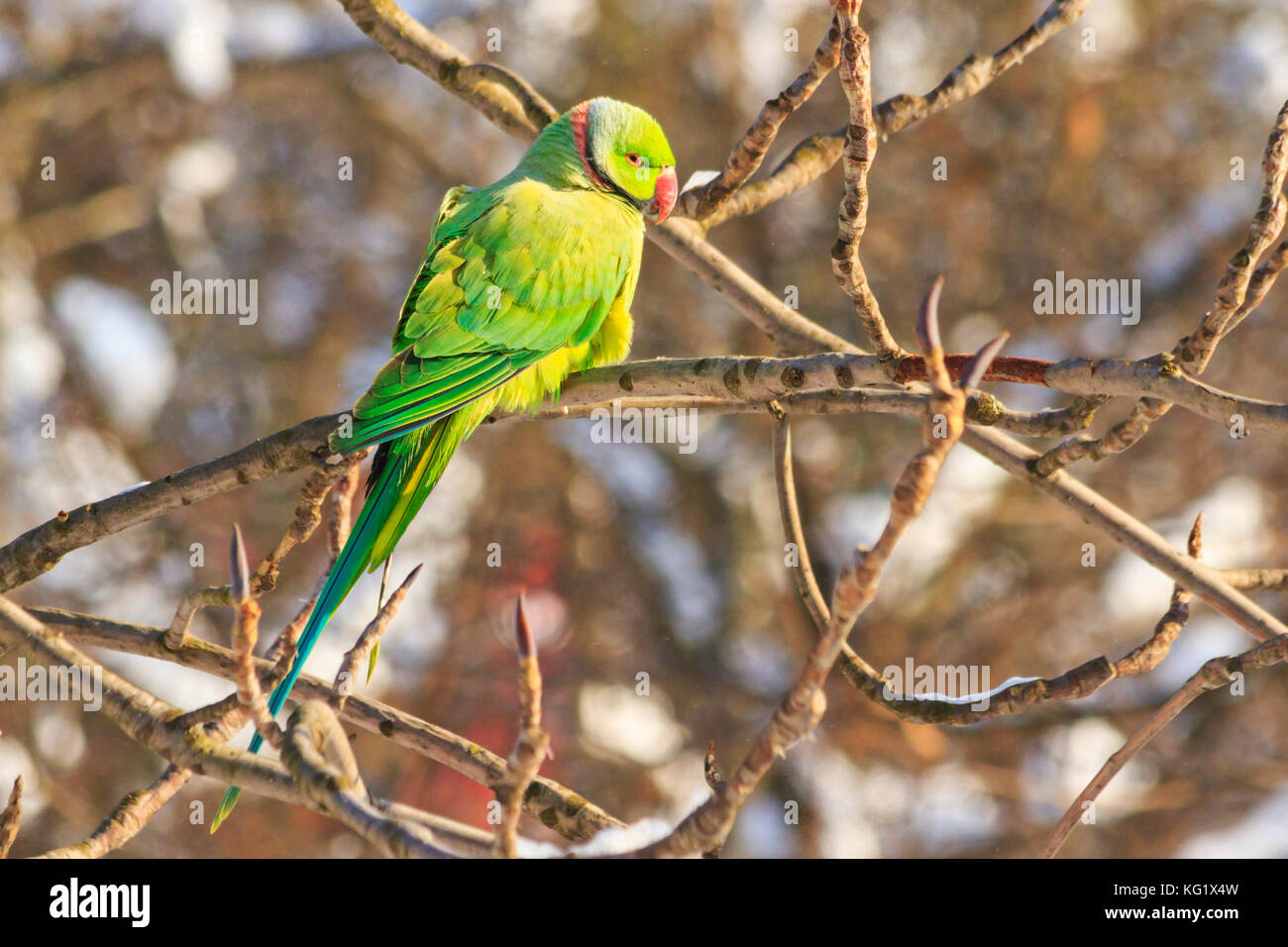 exotic bird in frosty day, parrot fugitive , wildlife, winter survival ...