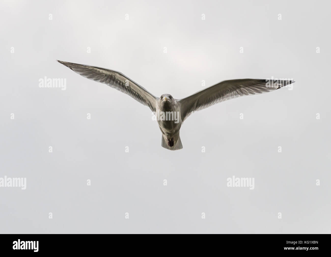 Herring gull flying by hi-res stock photography and images - Alamy