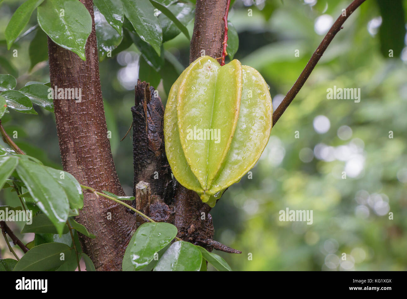 Star fruit hanging on a tree.Carambola tree,Star apple,Star fruit photo ...