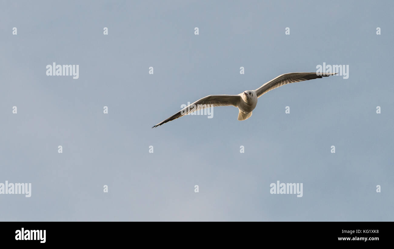 A shot of a black headed gull flying through a blue sky Stock Photo - Alamy