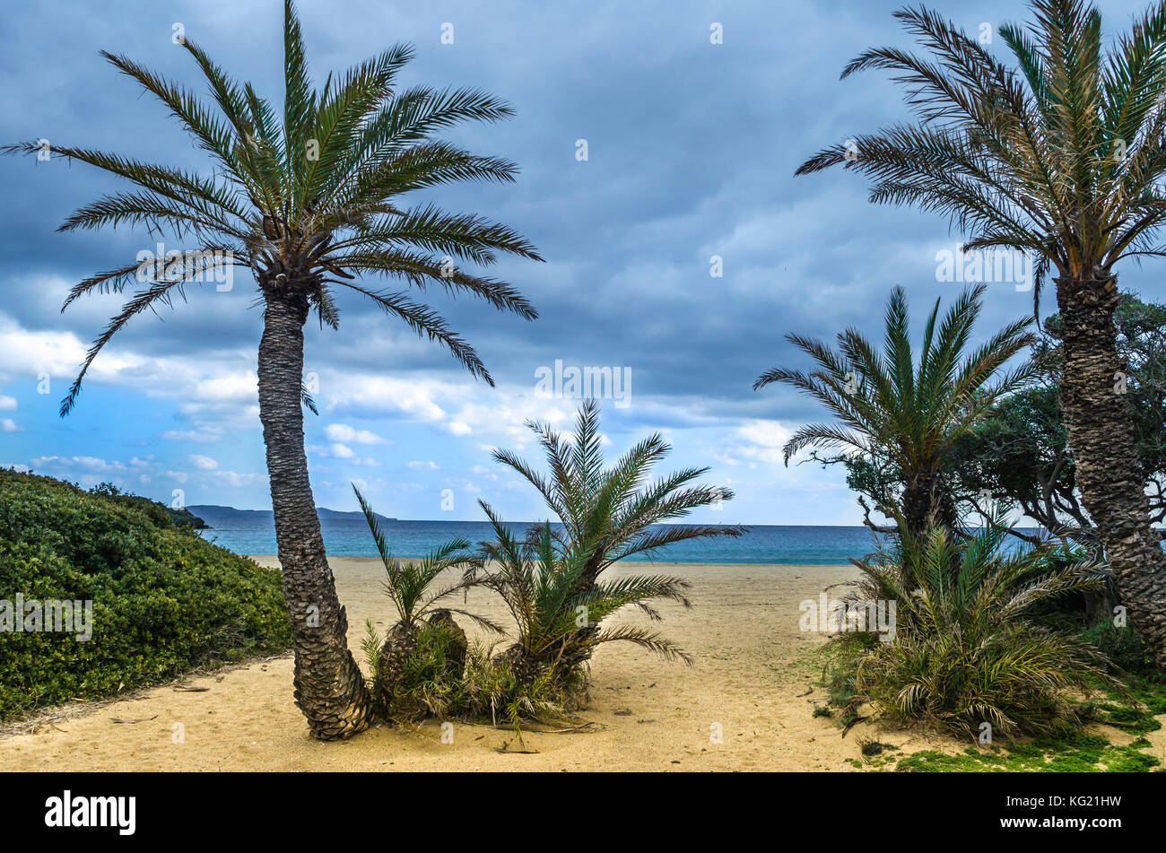 The palm forest of Vai is one of the most popular sights in Crete.It ...