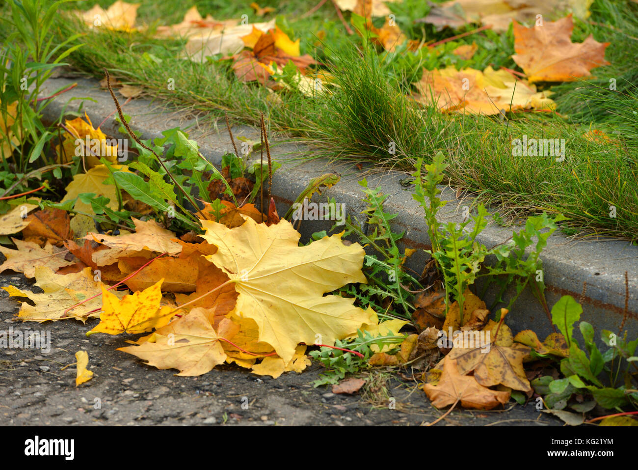 Autumn landscape. Maple leave Stock Photo - Alamy