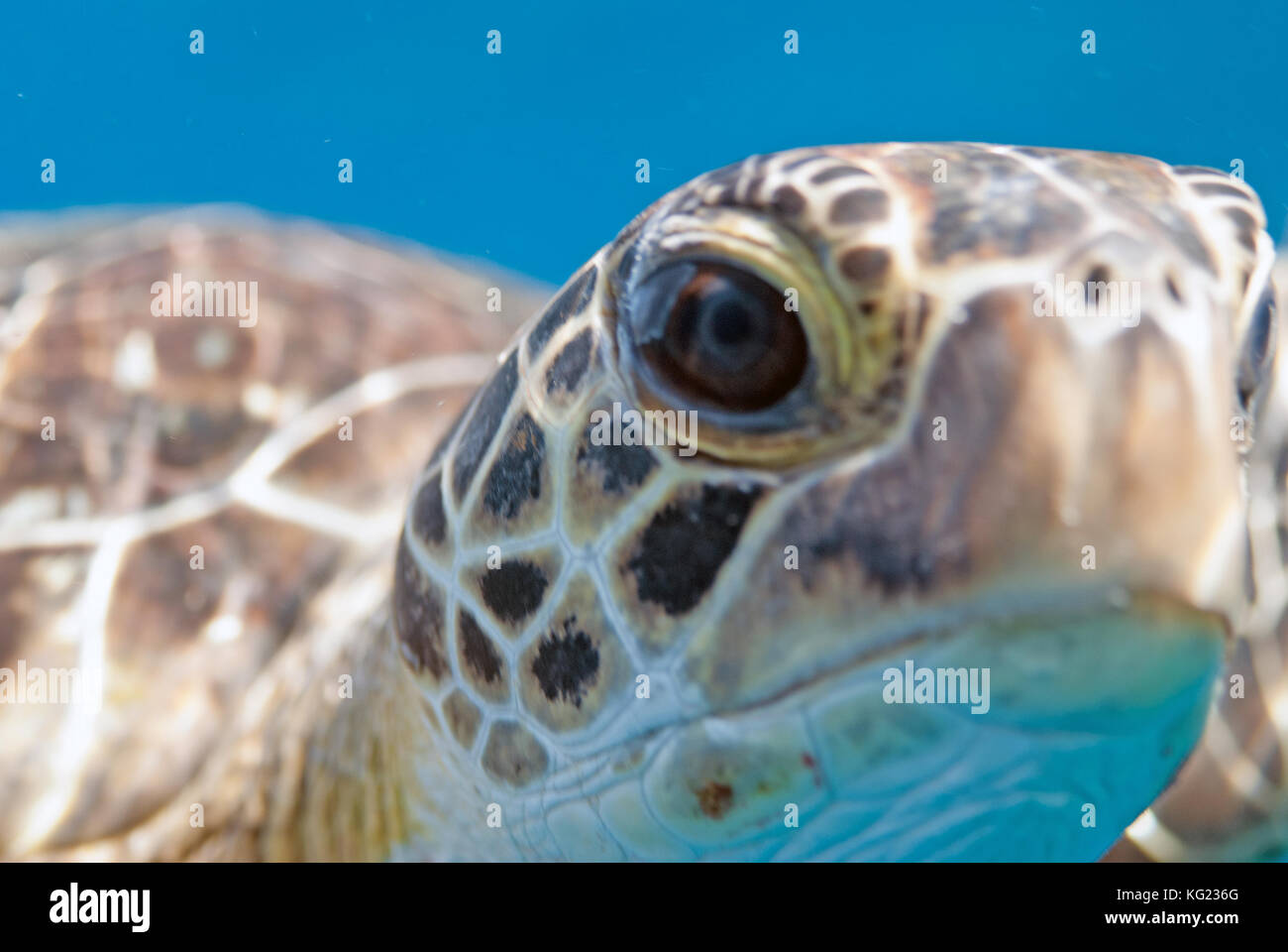 Close up of Hawksbill Turtle Stock Photo - Alamy