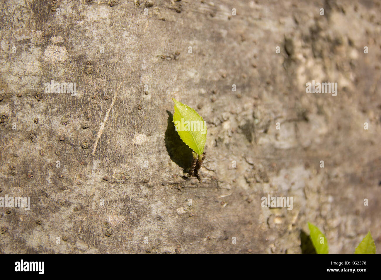 Young Green leaf of tree growth on side of big tree Stock Photo - Alamy