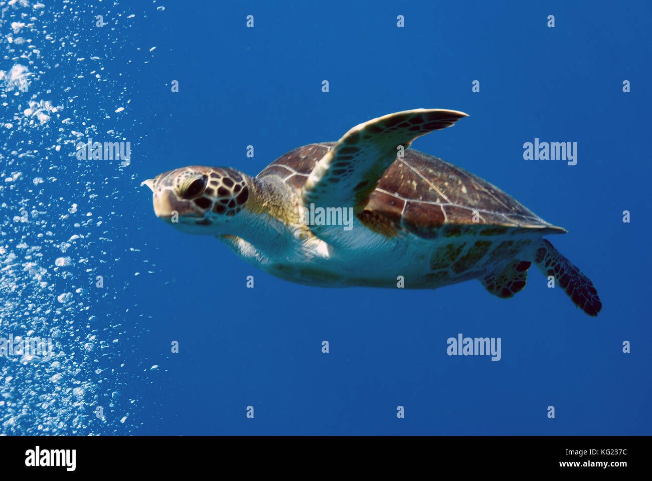 Hawksbill Turtle playing with bubbles of scuba diver Stock Photo - Alamy