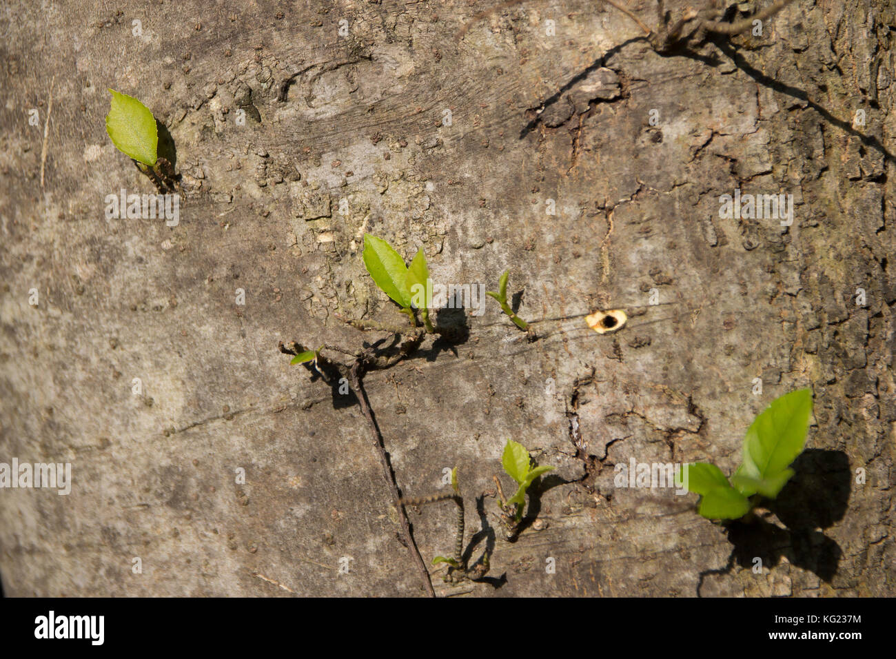Young Green leaf of tree growth on side of big tree Stock Photo - Alamy