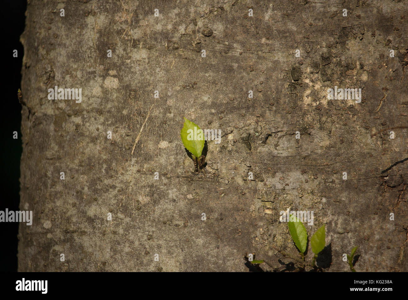Young Green leaf of tree growth on side of big tree Stock Photo - Alamy
