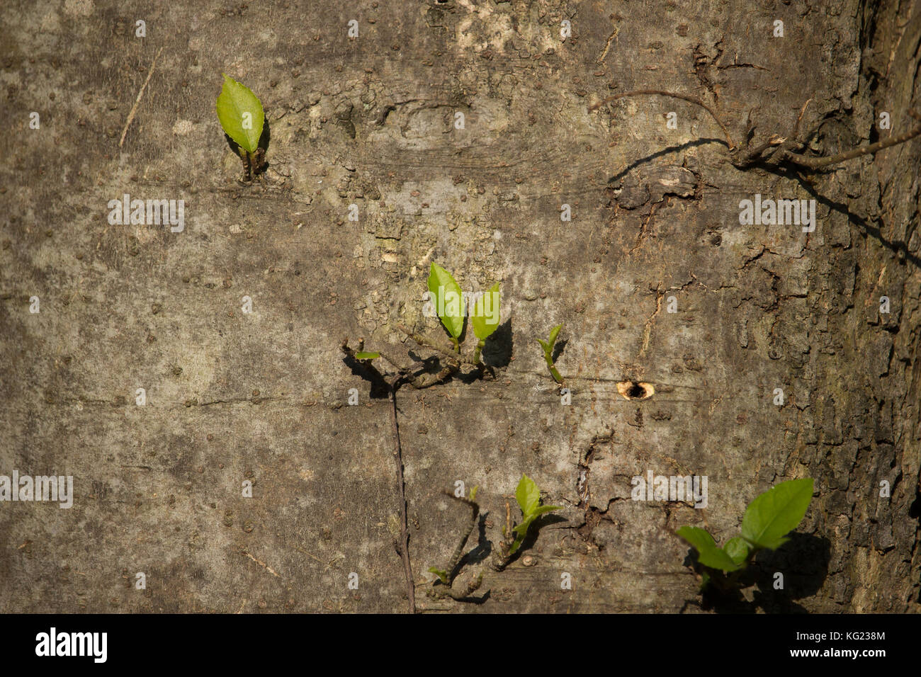 Young Green leaf of tree growth on side of big tree Stock Photo - Alamy