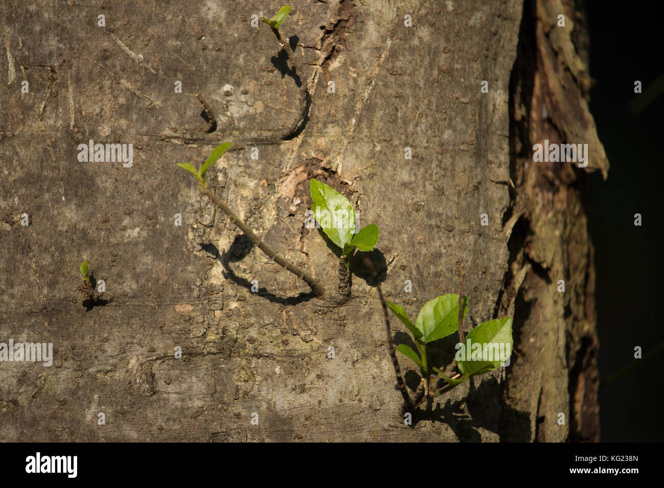 Young Green leaf of tree growth on side of big tree Stock Photo - Alamy