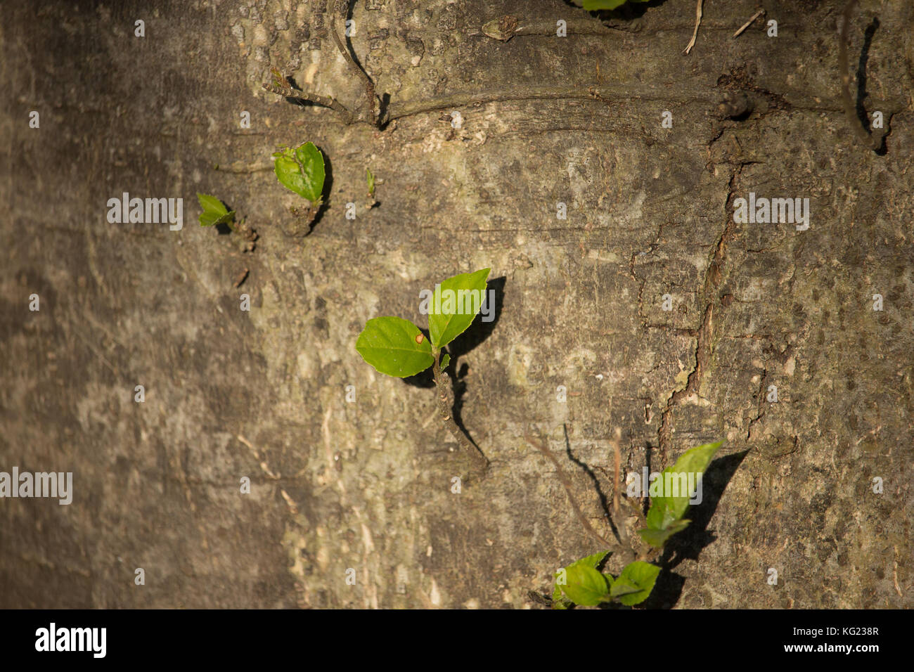 Young Green leaf of tree growth on side of big tree Stock Photo - Alamy