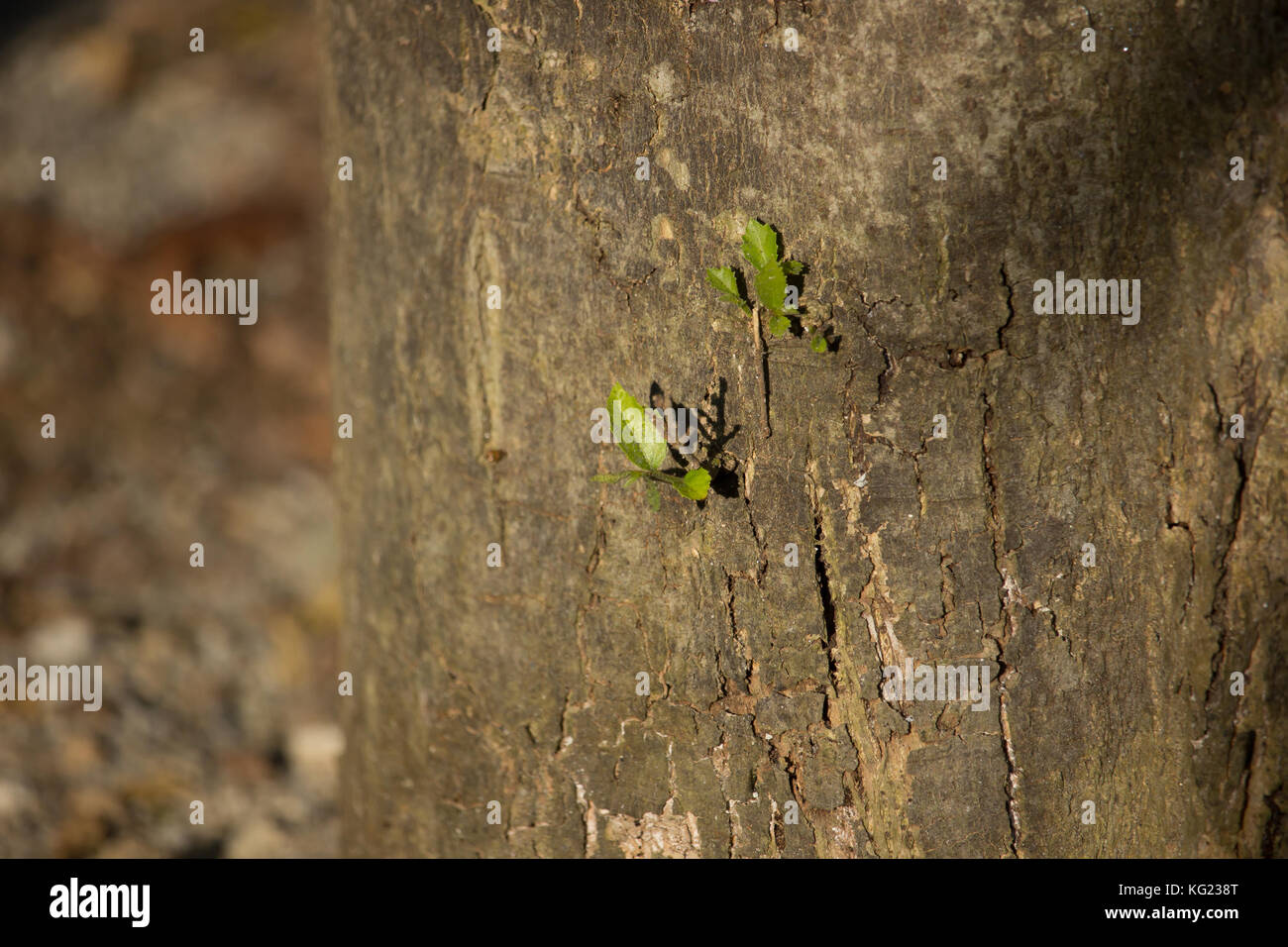 Young Green leaf of tree growth on side of big tree Stock Photo - Alamy