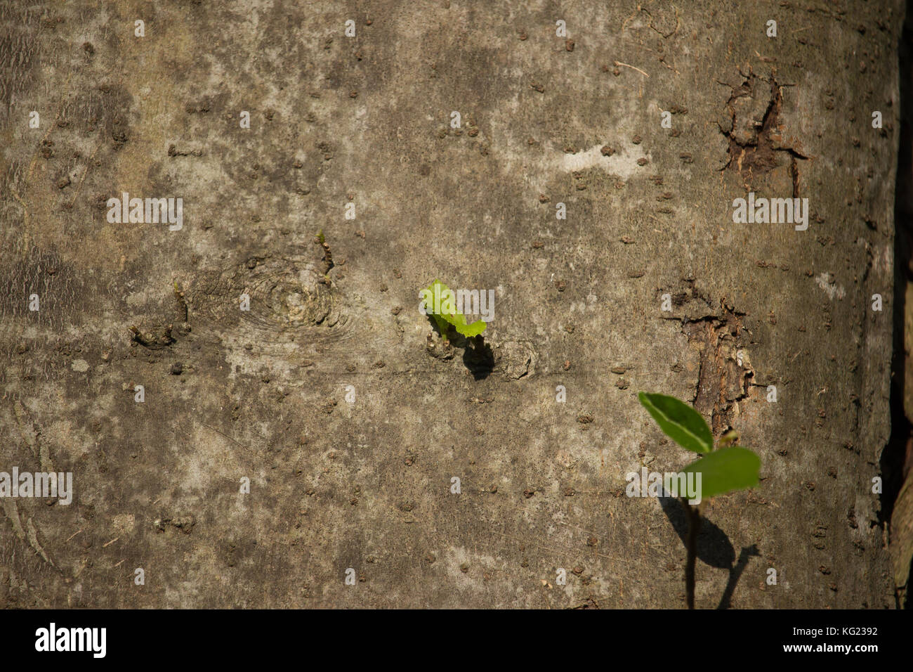 Young Green leaf of tree growth on side of big tree Stock Photo - Alamy