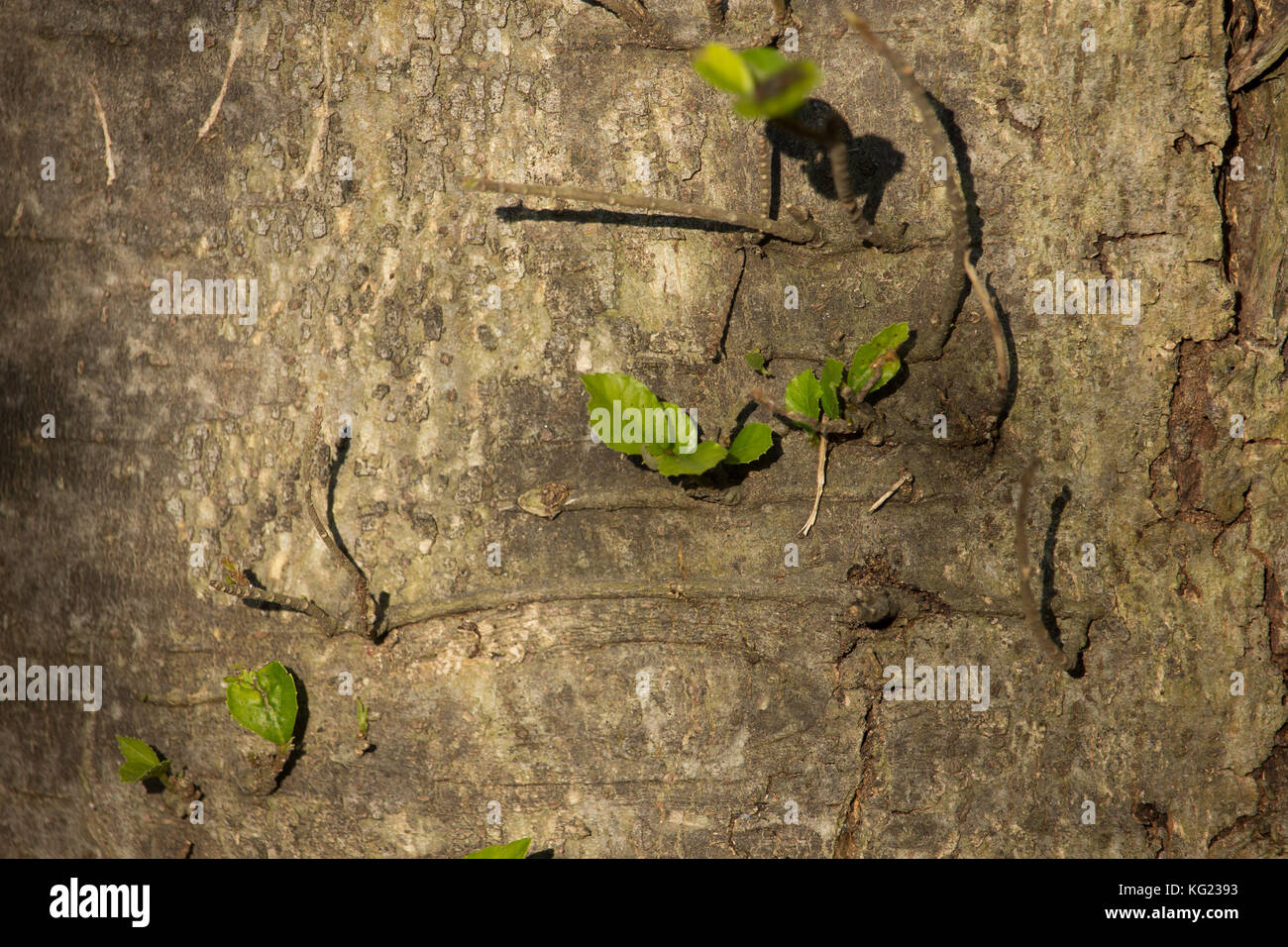Young Green leaf of tree growth on side of big tree Stock Photo - Alamy