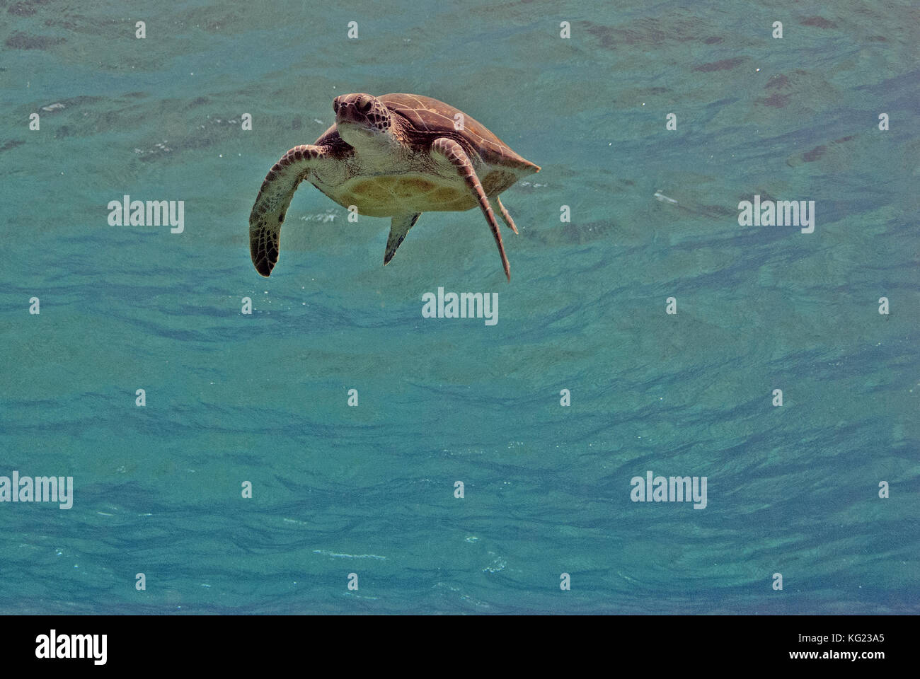 Turtle gliding under the sea Stock Photo - Alamy