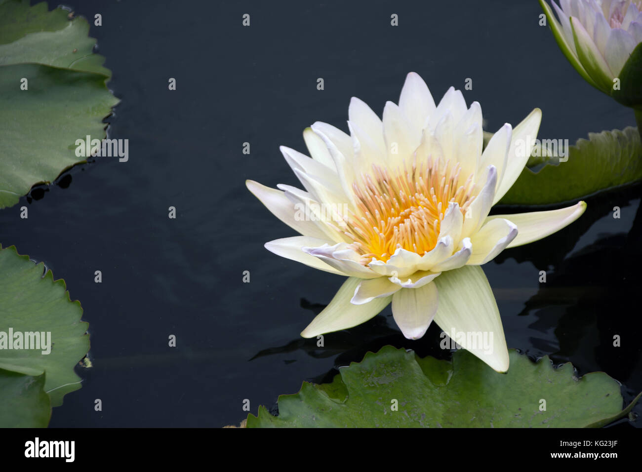 One white water lily hi-res stock photography and images - Alamy