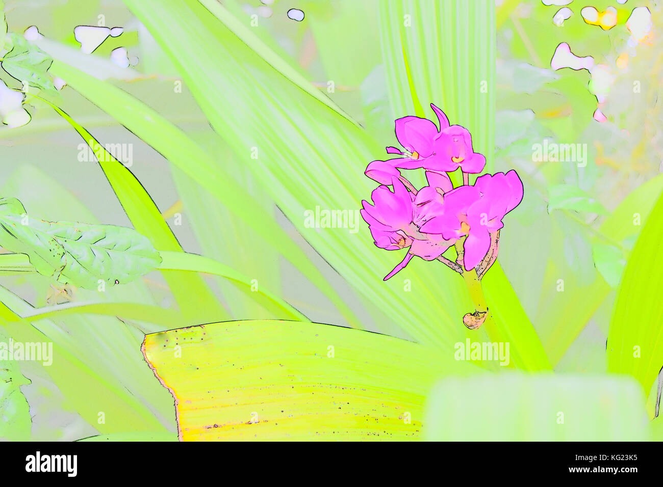 Abstract Orchid at New York Botanical Garden Stock Photo - Alamy