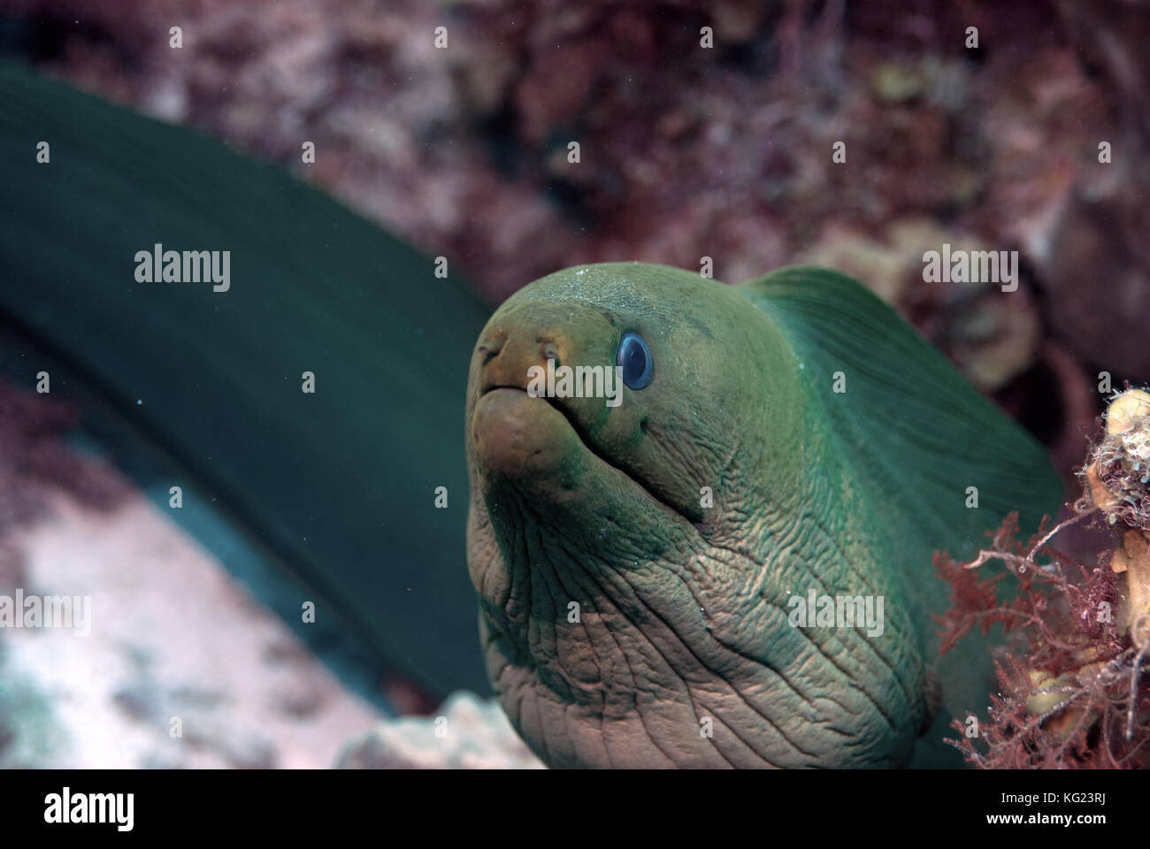 A moray eel watches scuba divers swim by Stock Photo - Alamy