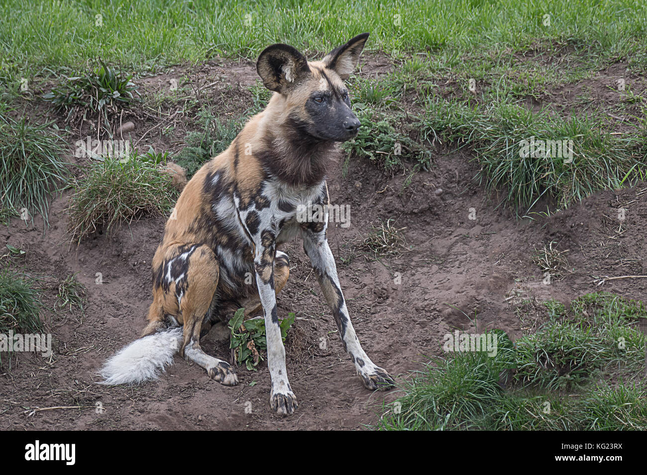 A alert looking painted dog sitting down and staring to the right Stock ...