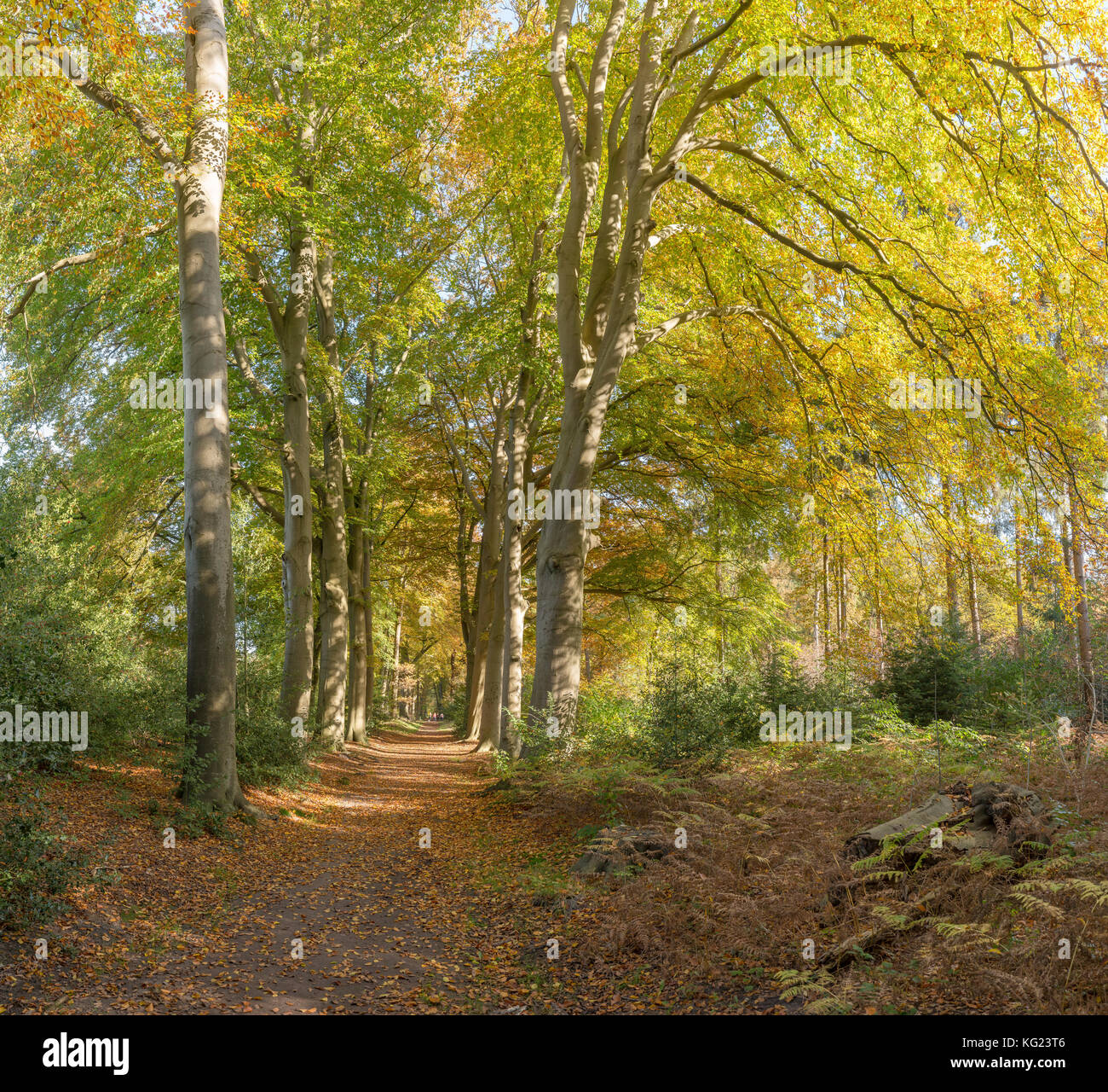 Wood-path in autumn colours, estate Land en Bosch, s-Graveland, Noord ...